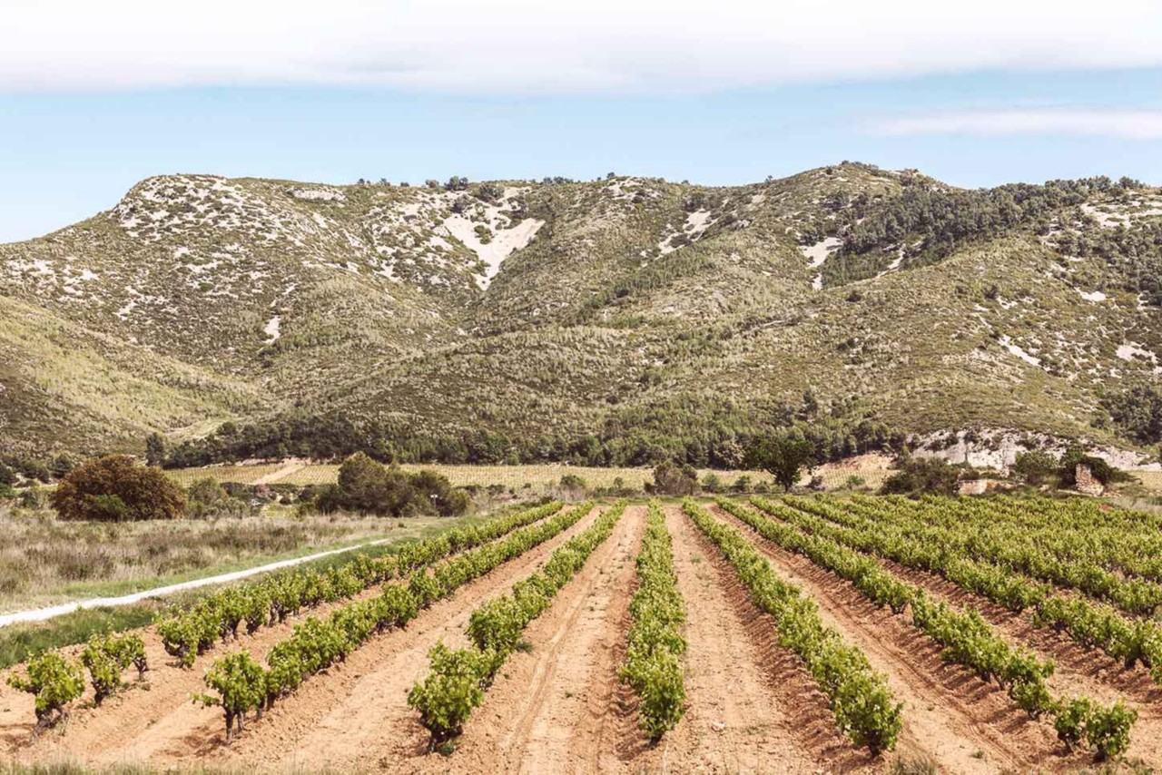 The coolest cava tours in Barcelona