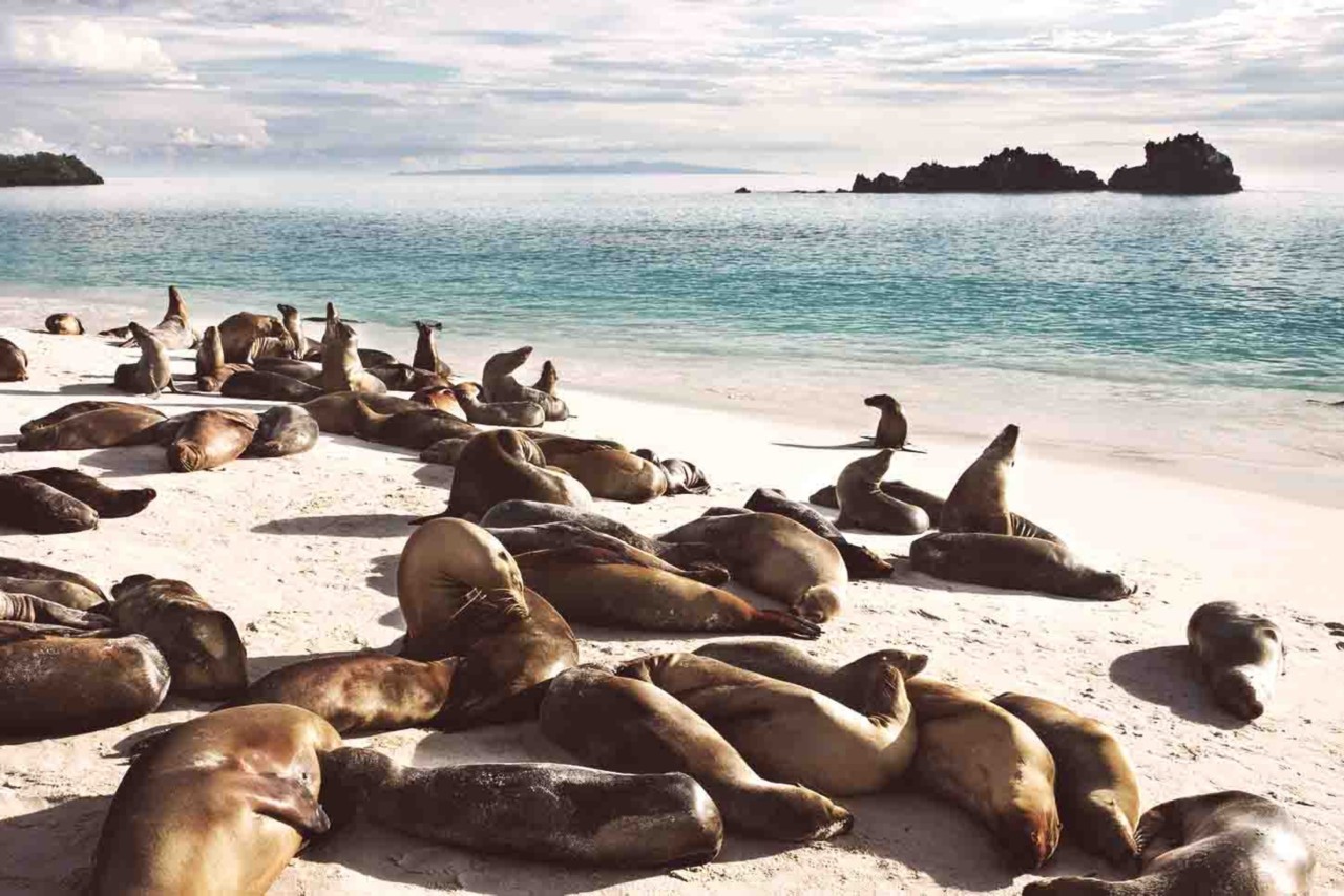 Viajes de aventura 2019 recomendados para ver animales exóticos