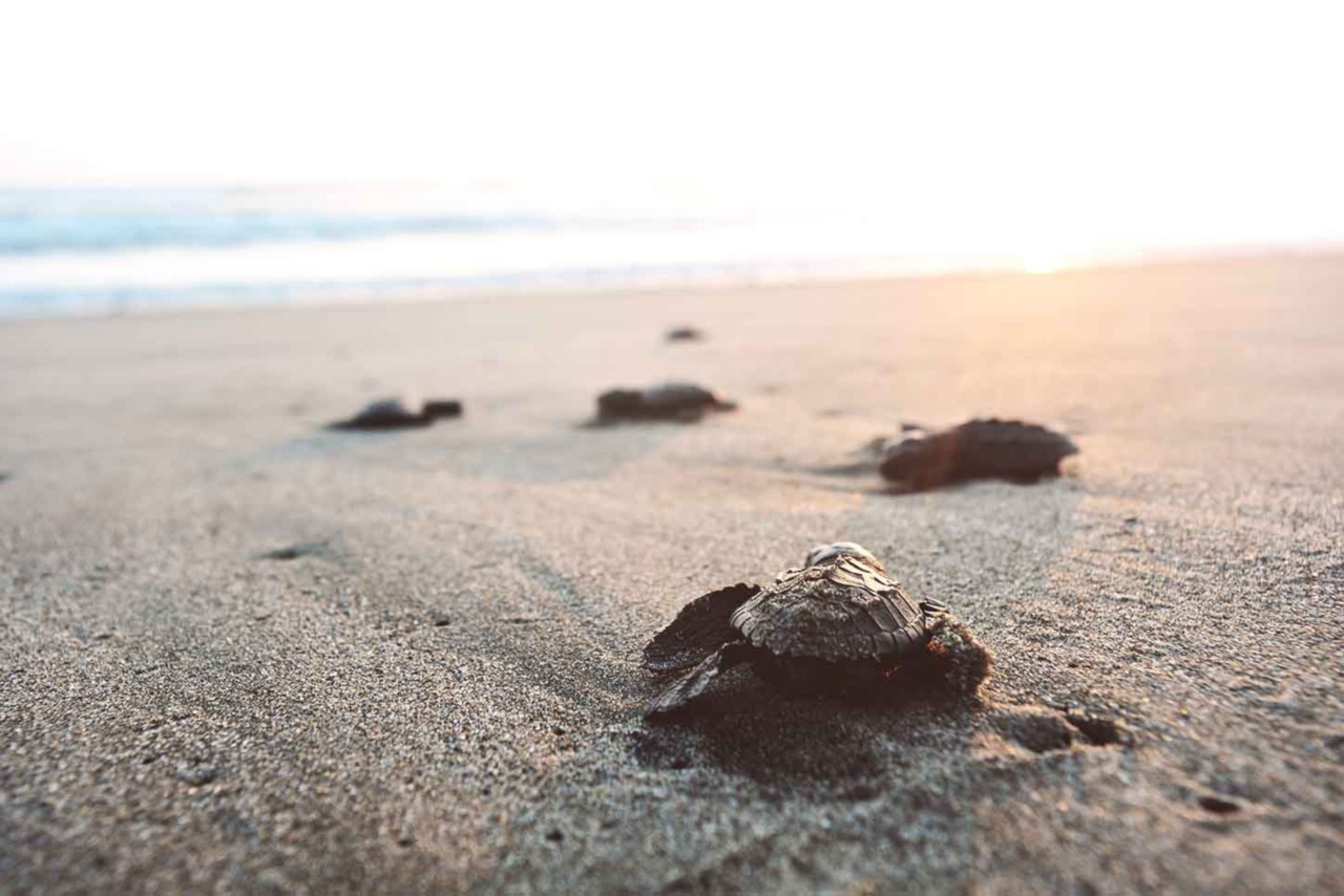 Discover the incredible world of Mexican sea turtles