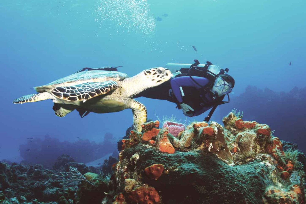 Discover the incredible world of Mexican sea turtles