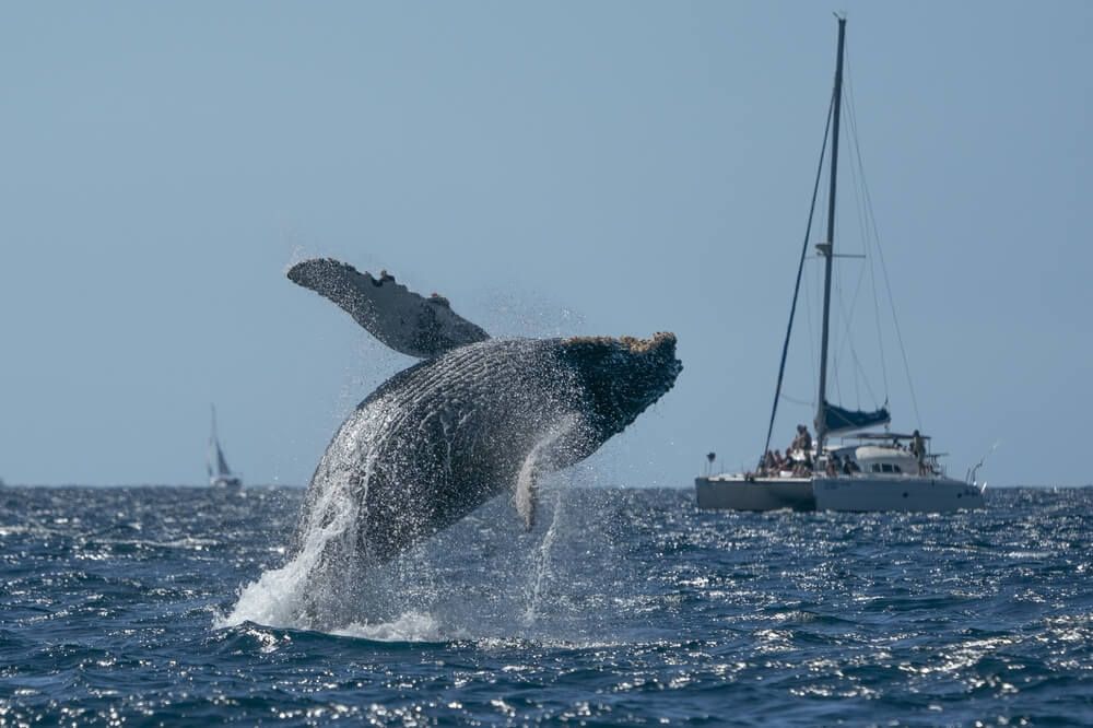 How To See The Whales In Saman Bay Visit Dominican Republic